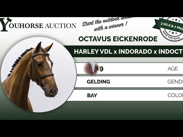 Youhorse.auction | Octavus Eickenrode