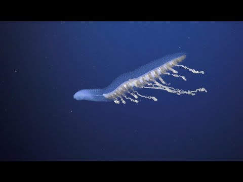 An incomplete tour of new species recently discovered in the deep ocean ...