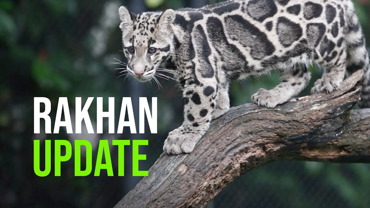 Clouded-leopard Cub Pounce N’ Play