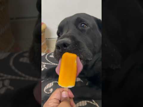 My Dog Loves ICE CREAM During Summers Part 2 #doglover #trending #dogshorts
