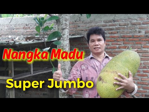 Panen Nangka Madu - Nangka Madu Jumbo