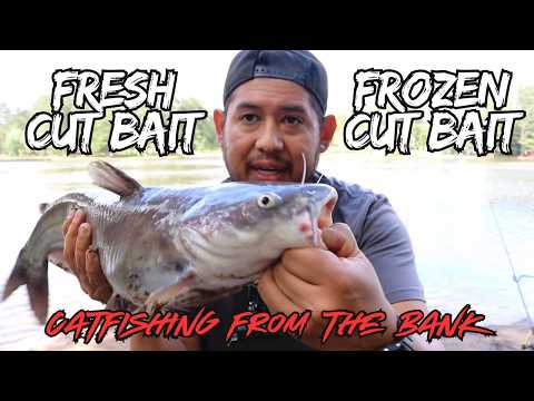 FRESH CUT BAIT VS FROZEN CUTBAIT | CATFISHING ULTIMATE BAIT