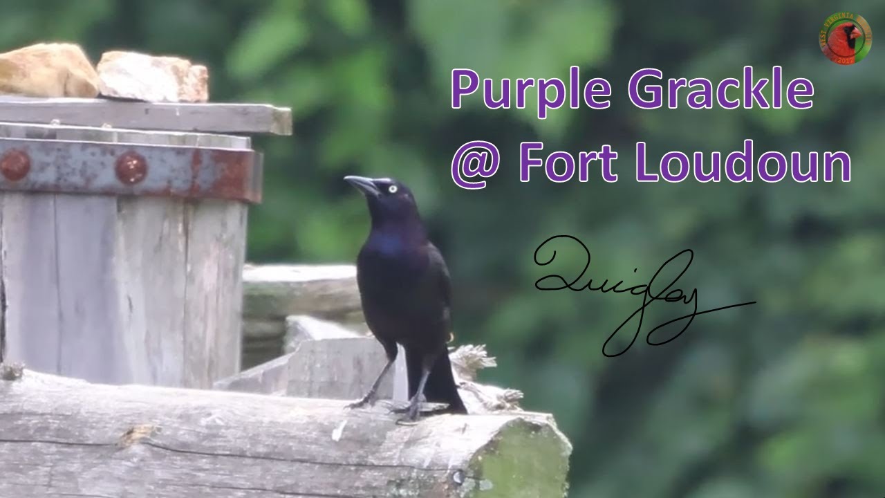 Purple Form of Common Grackle at Fort Loudoun