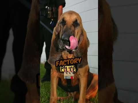Bloodhounds: Noble Tracker of the Canine Realm! #shorts #bloodhounds