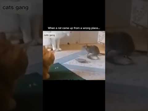 Rat tries to leave without cats permission🐱🐀