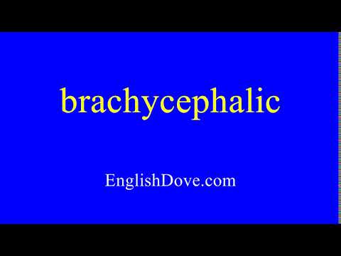 How to pronounce brachycephalic in American English