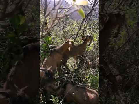 #chivos en brama #fyp #parati #cabritos #campo #oaxaca