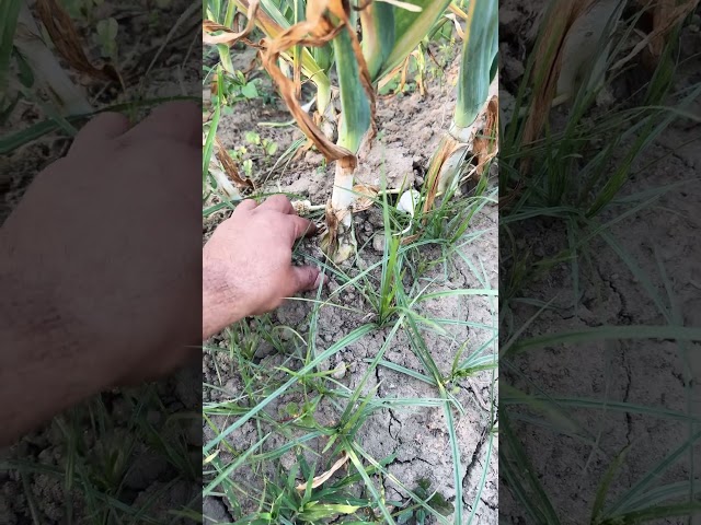 Natural Honey - Kashmiri Lahsun Snow Mountain Garlic Retail Trader from ...