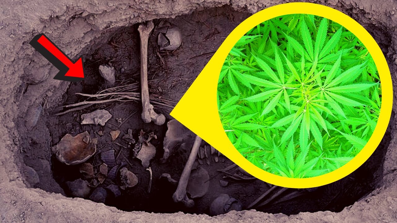 When Archaeologists Dug Up This 2,500 Year Old Corpse, They Discovered An Incredible Cannabis Cache