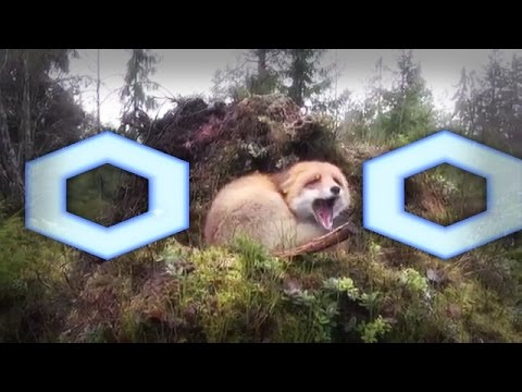 REAL FOX 20XX ACTION