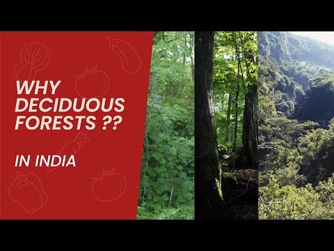 Deciduous forests in India 🌳Why?Deciduous trees in india#forest #forestguard@NatGeo@iifmdiaries