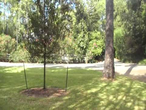 Arborist Gene Basler examines live oak 1 year after planting Proper Tree Care