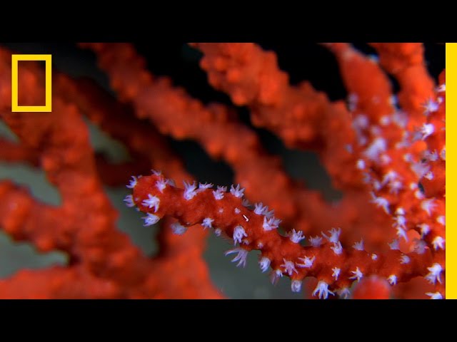 Red Sea Coral Reefs Under Threat