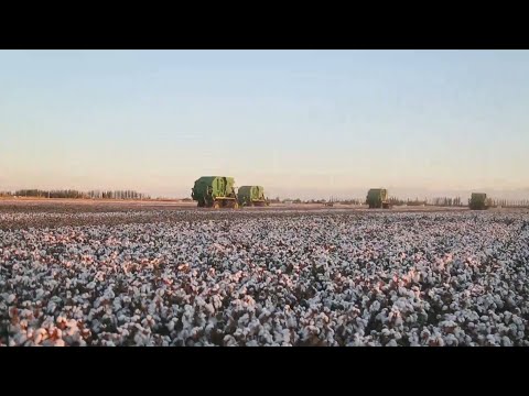 GLOBALink | Why Xinjiang cotton even more popular in global market