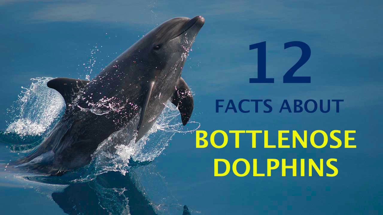 12 Amazing Facts About Bottlenose Dolphins