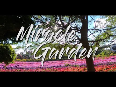 DUBAI MIRACLE GARDEN | UAE