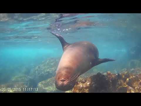Travel The World Video | Ecuador and Galapagos