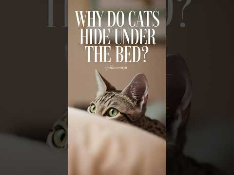Expert Reveals Why Cats Hide Under Blankets #cats @humaneworldforanimals