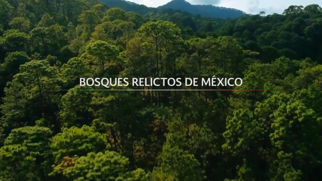 Bosques Relictos de México