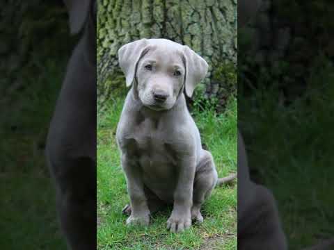Pastel Perfection: This Silver Lab Puppy is a Masterpiece of Cuteness!