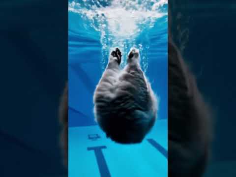 Fancy water show of Persian cats at the Olympic Games. #animals #ai #voe3