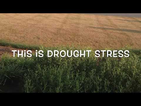 What Is A Lawn Care Program?