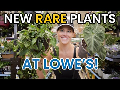 NEW RARE PLANTS AT LOWE'S! Home Depot & Lowe's Plant Finds - Big Box Houseplant Shopping