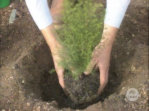 Down to Earth - Episode 2: Planting out (1990)