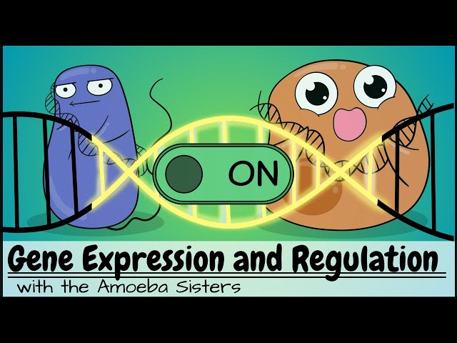 Understanding Gene Expression and Regulation: A Comprehensive Guide ...