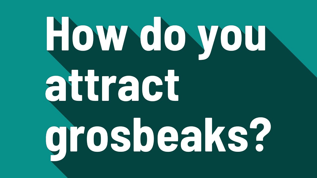 How do you attract grosbeaks?