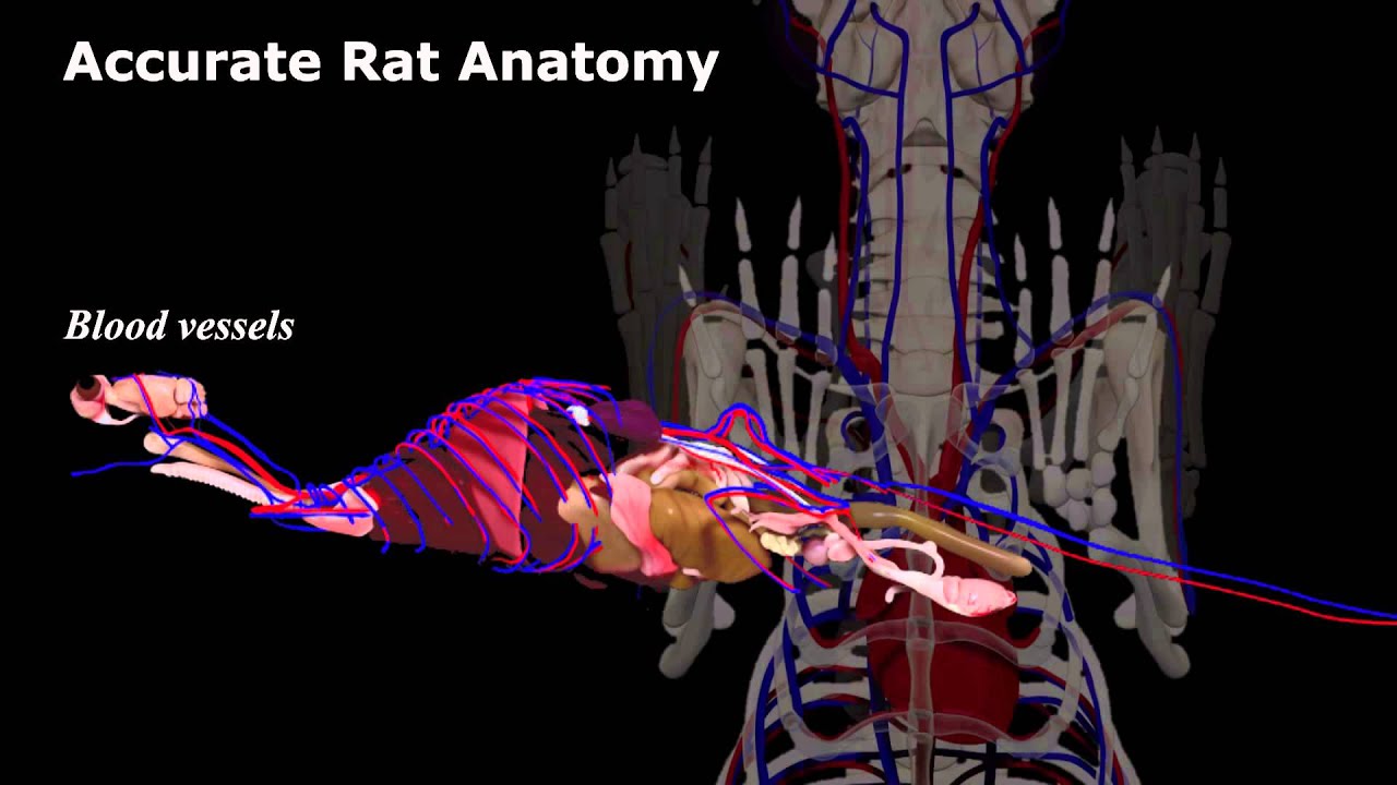 rat anatomy