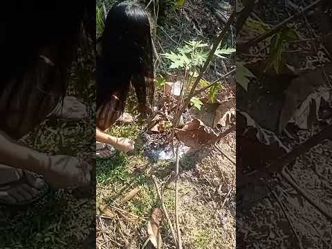 Tabur Baja Dolomite pada tanaman