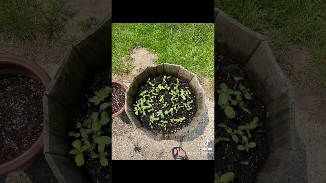 Sunflower update!! Theyre growing big and strong! #sunflowers #sunflowerupdate