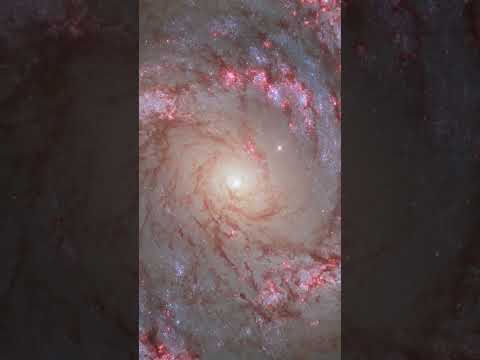 NASA Hubble Space Telescope features the Spiral Galaxy NGC 1566 #shorts #nasa #hubble