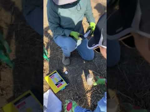 In-Field Soil Nitrate Quick Test Demonstration