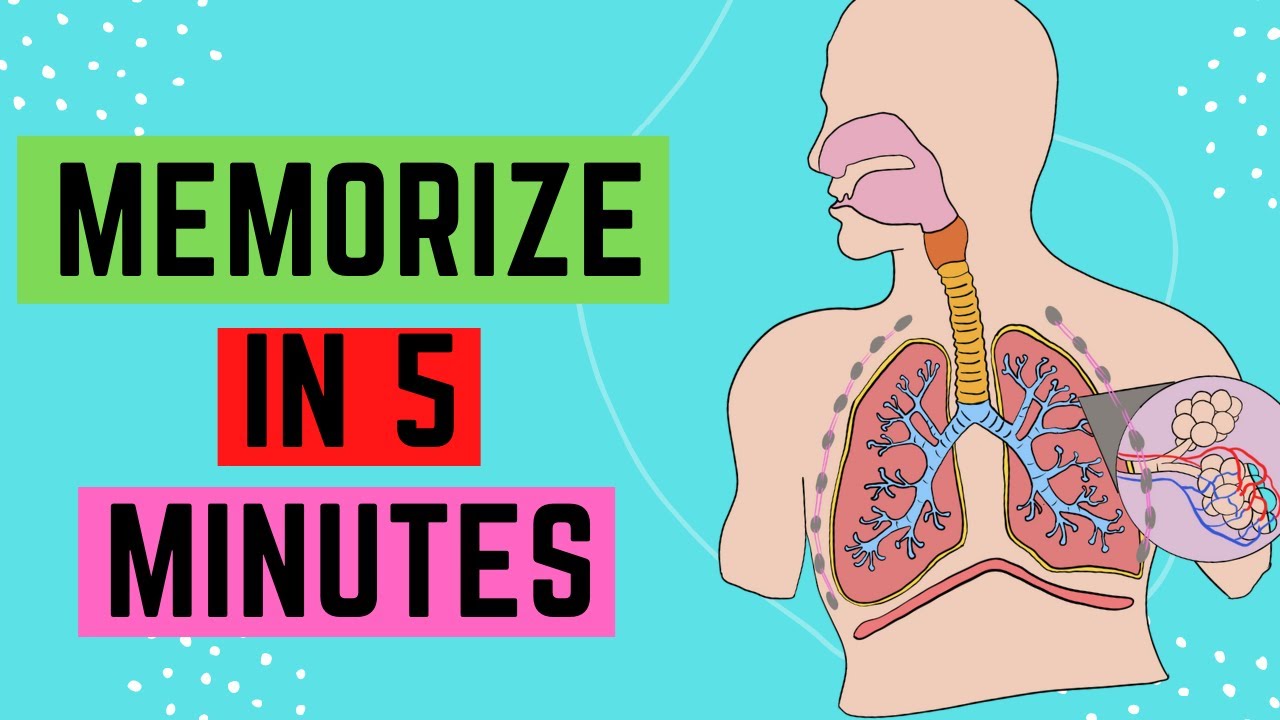 [IGCSE/GCSE] Respiratory System - Memorize In 5 Minutes!
