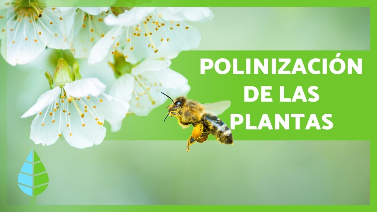 What is Pollination? 🌸🐝 (Definition and Types)