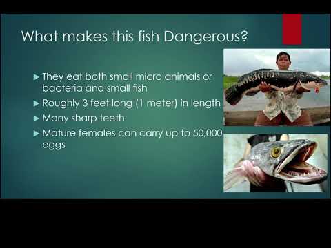 Impacts of Invasive Species