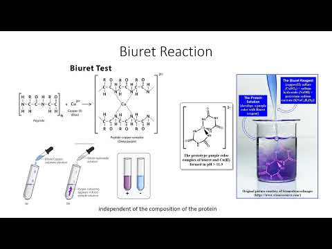 Chapter 9 Quantification and Analysis of Proteins 2025 audio