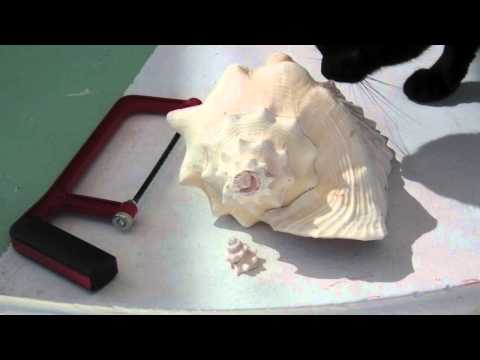 THE CONCH QUEST OF ABACO… | ROLLING HARBOUR ABACO