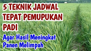 benarfuzziblog: Cara Pemupukan Padi Yang Benar