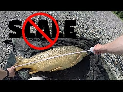 How to Calculate a Fish's WEIGHT WITHOUT A SCALE