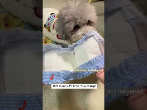 🚫 No More Messes! Dog Diapers to the Rescue!