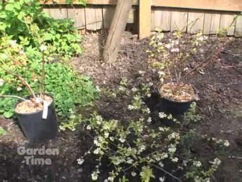Urban Gardening