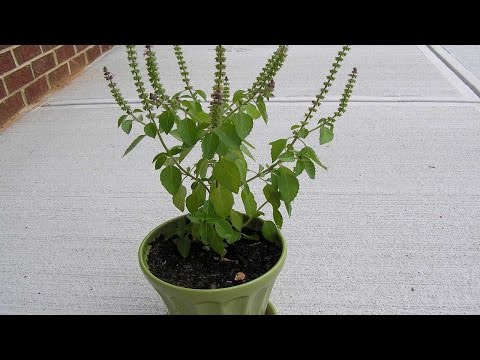 Holy Basil Leaves - Tulsi Leaves Latest Price, Manufacturers & Suppliers