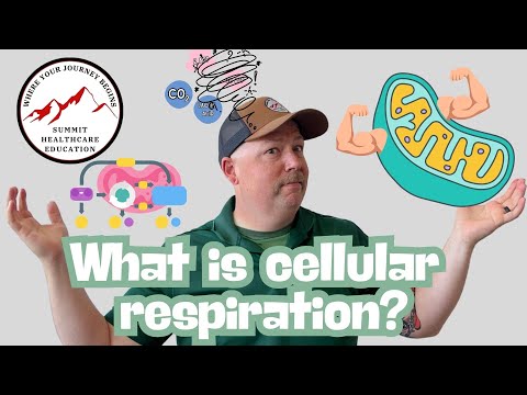 What is cellular respiration?