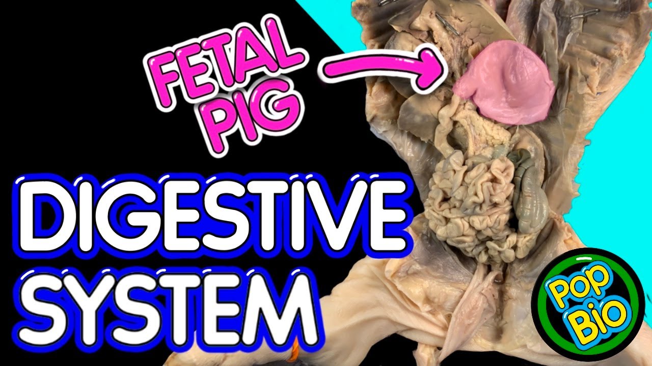 Fetal Pig Dissection Part 2: Digestive System Anatomy