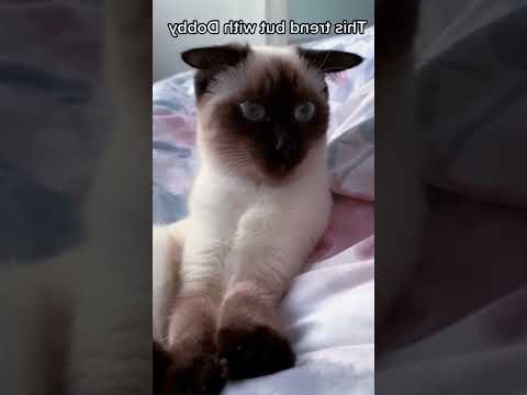 These animals are the definition of cute and funny, and their antics are simply priceless."