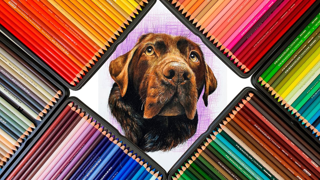 Drawing a Chocolate Labrador • Time-lapse Drawing