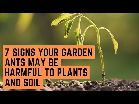 7 Signs Your Garden Ants May Be Harmful to Plants and Soil